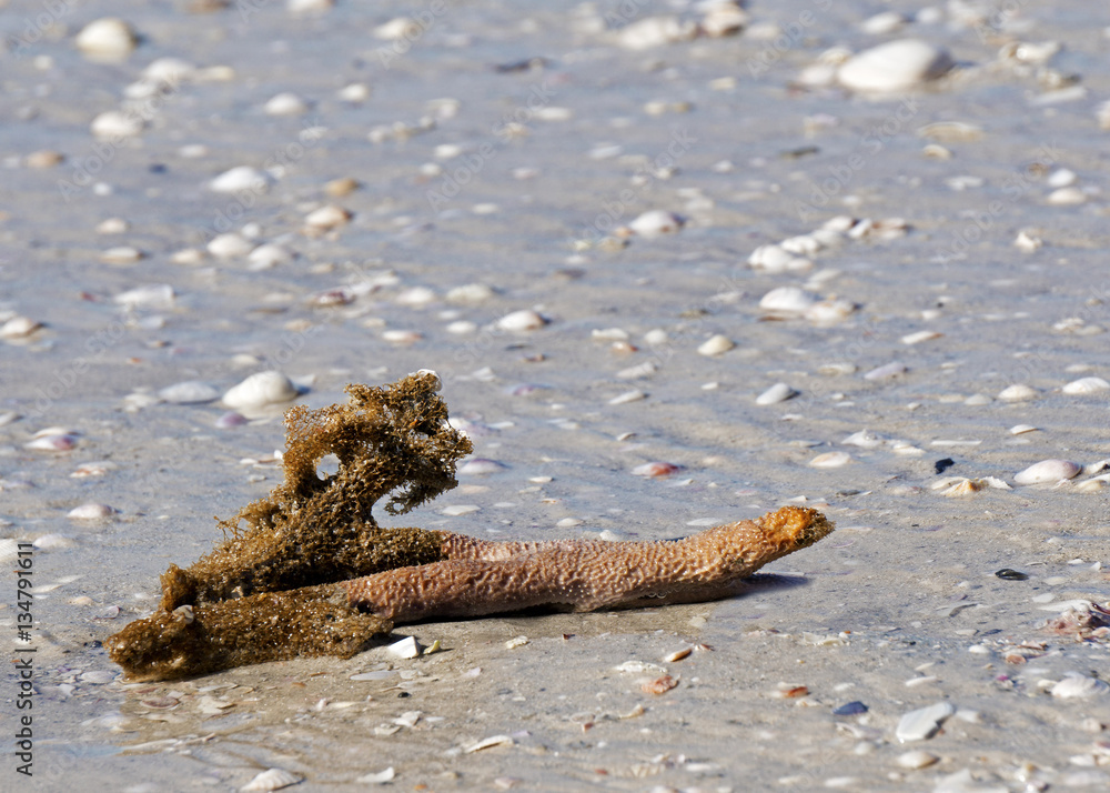 Coral washed up on beach after a storm. Stock Photo | Adobe Stock