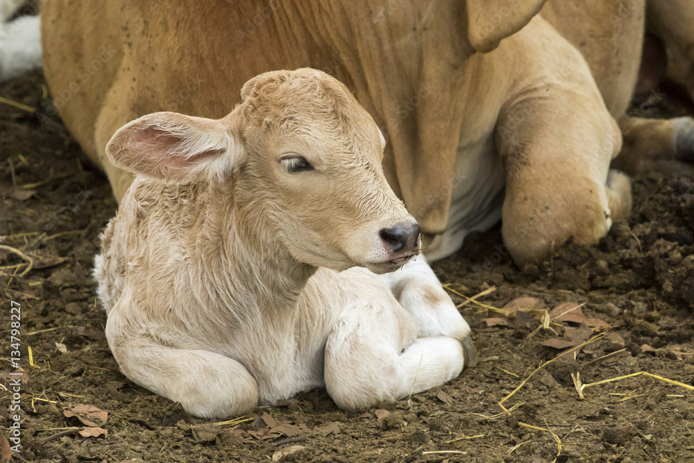 Image of calf on nature background. Farm Animam. Stock Photo | Adobe Stock