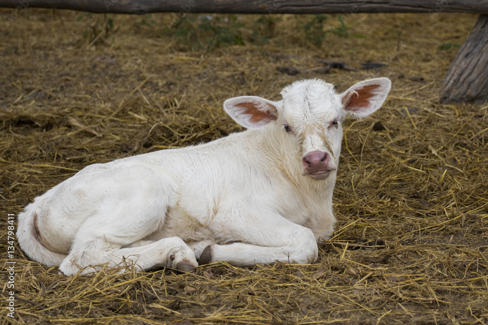 Image of calf on nature background. Farm Animam. Stock Photo | Adobe Stock