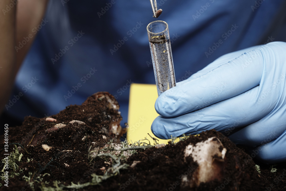 Collecting of fly larva and pupa on crime scene to test tube Stock ...