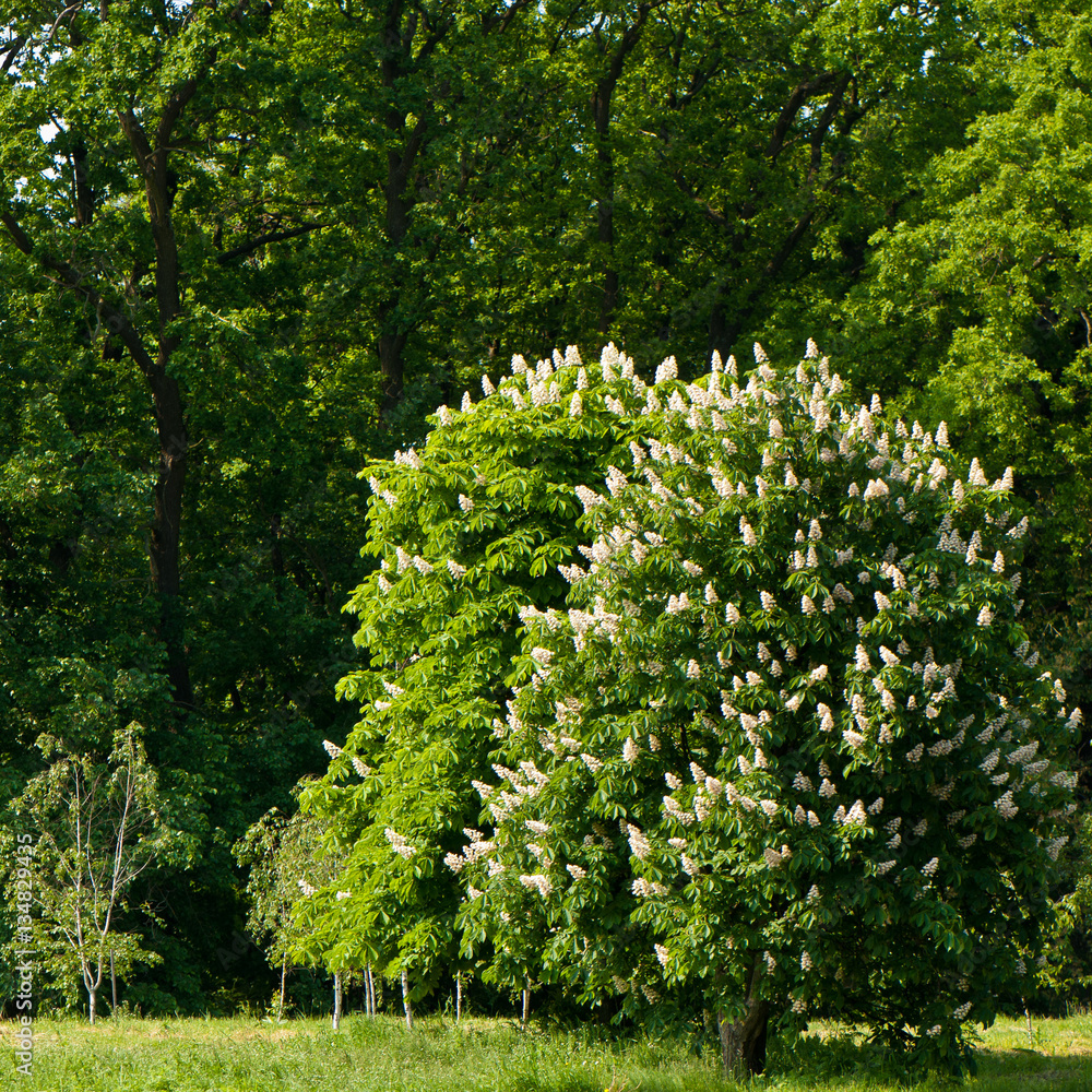 flowering chestnut trees Stock Photo | Adobe Stock