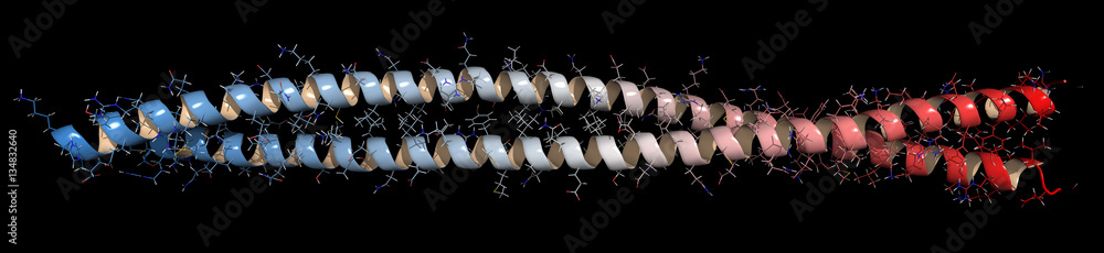 Keratin intermediate filament, chemical structure. 3D rendering. Stock ...