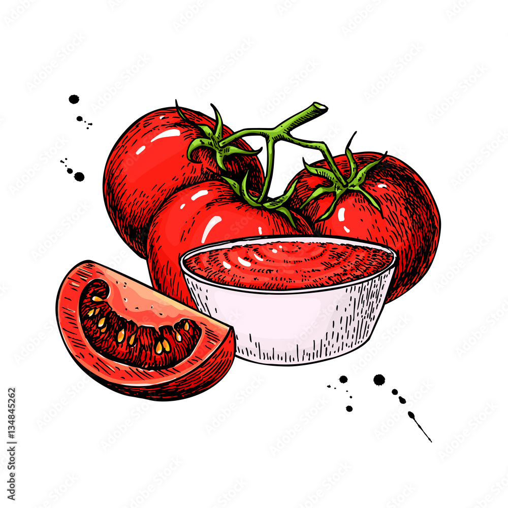 Tomato sauce Drawing. Vector isolated illustration with bowl full of ...