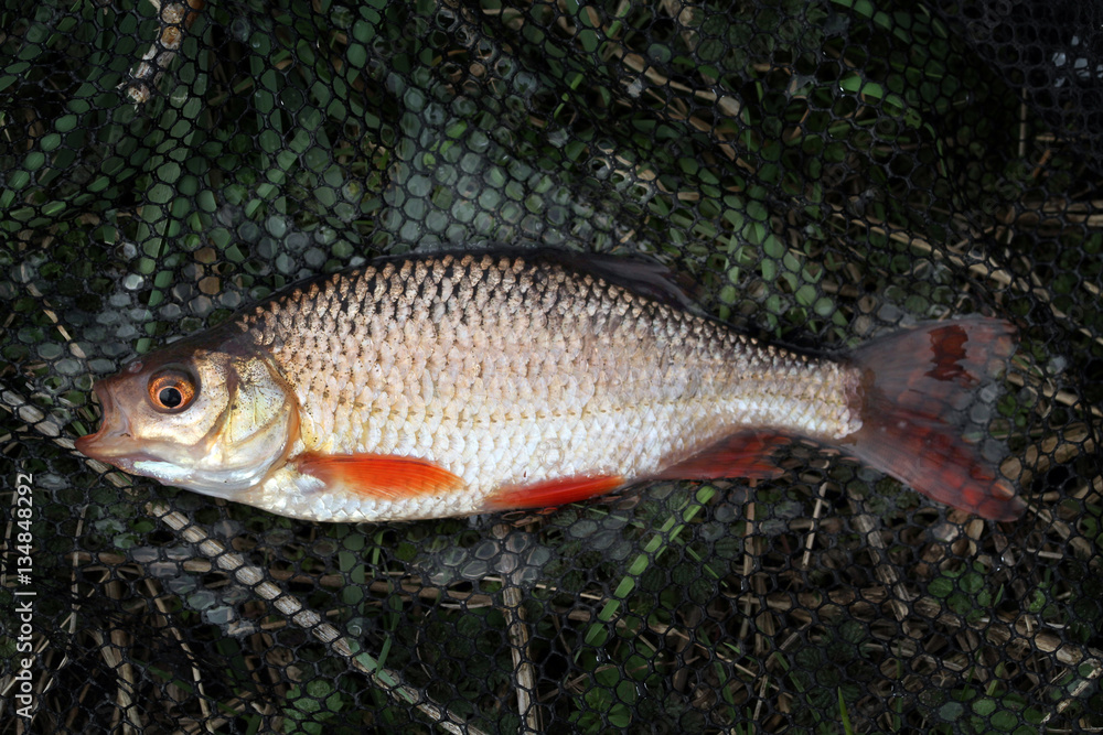 The common rudd Scardinius erythrophthalmus is a bentho-pelagic ...