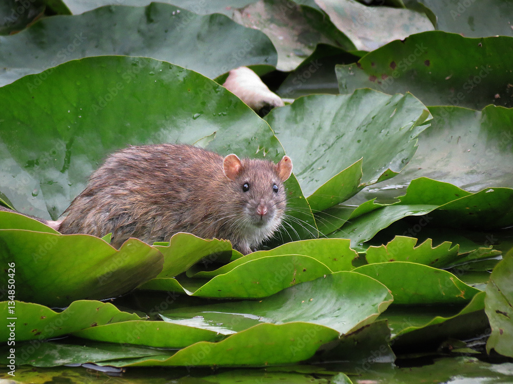 The brown rat, also referred to as common rat, street rat, sewer rat ...