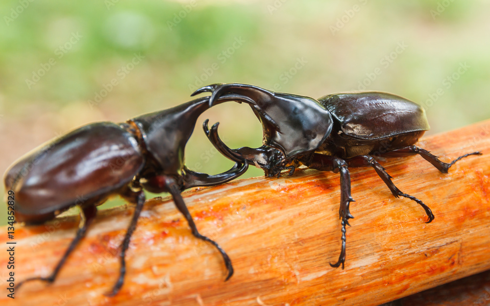 Rhinoceros Beetle Fight