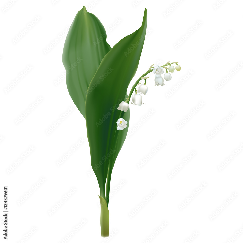 Convallaria majalis - Lilly of the valley. Hand drawn vector ...