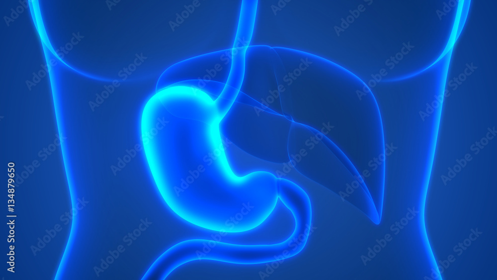Human Digestive System (Stomach Anatomy) Anterior view Stock Photo ...