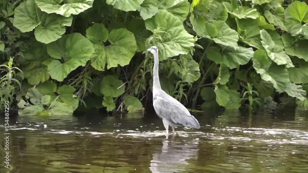 Large grey stork bird in a river Stock Video | Adobe Stock
