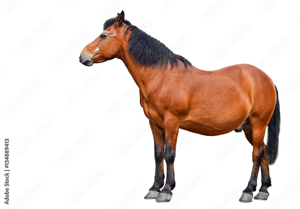 Horse isolated on white background. Farm animals. Brown bay horse ...