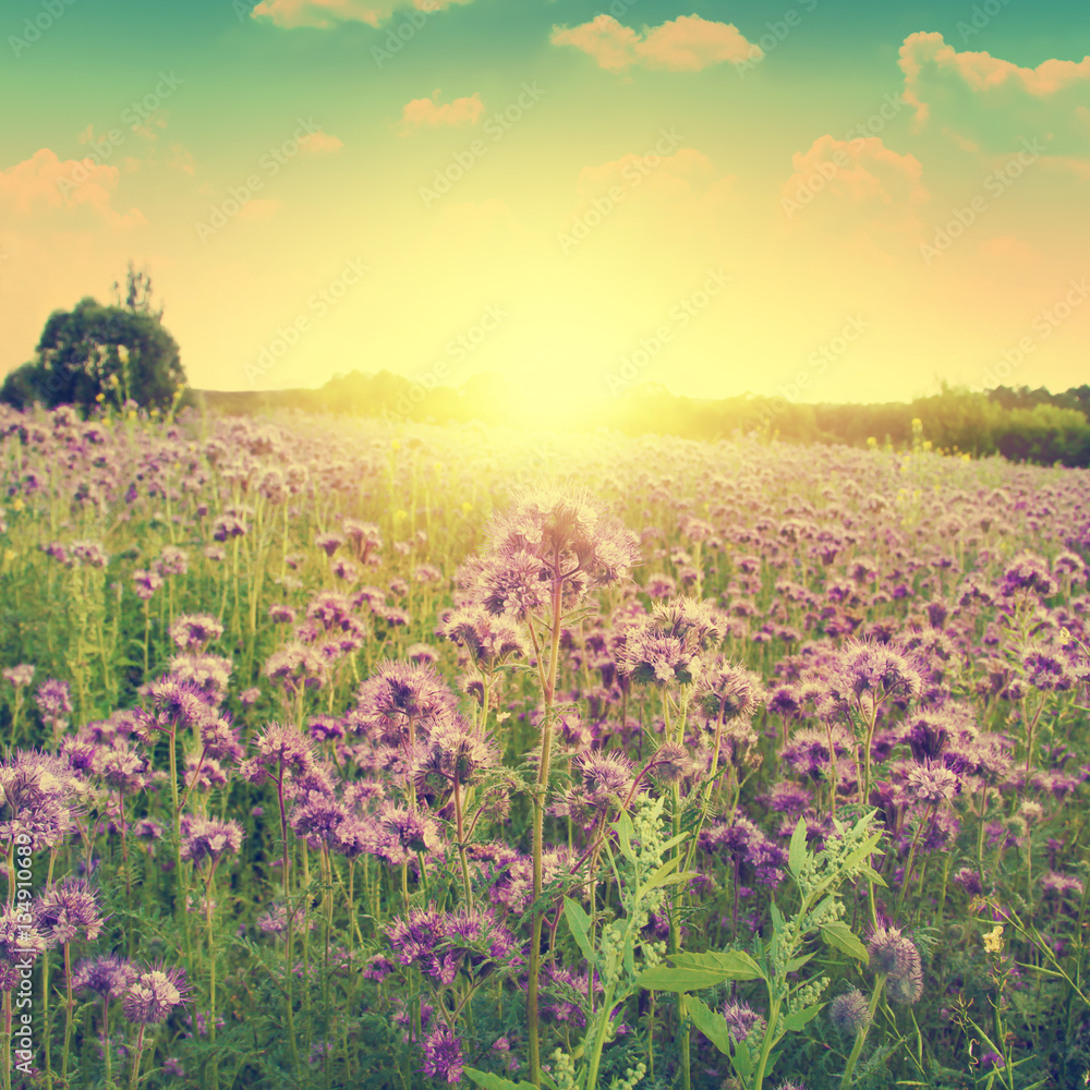 Flower field at sunset in vintage style. Stock Photo | Adobe Stock