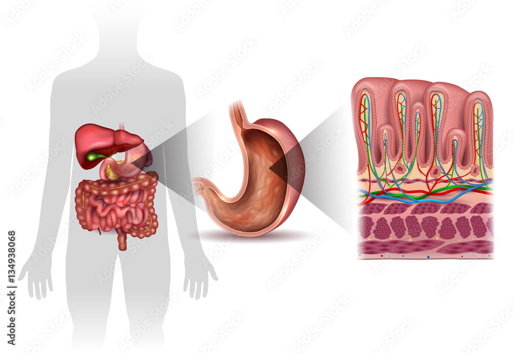 Stomach Wall Model