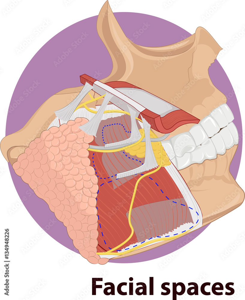 Vector illustration of Facial spaces anatomy Stock Vector | Adobe Stock