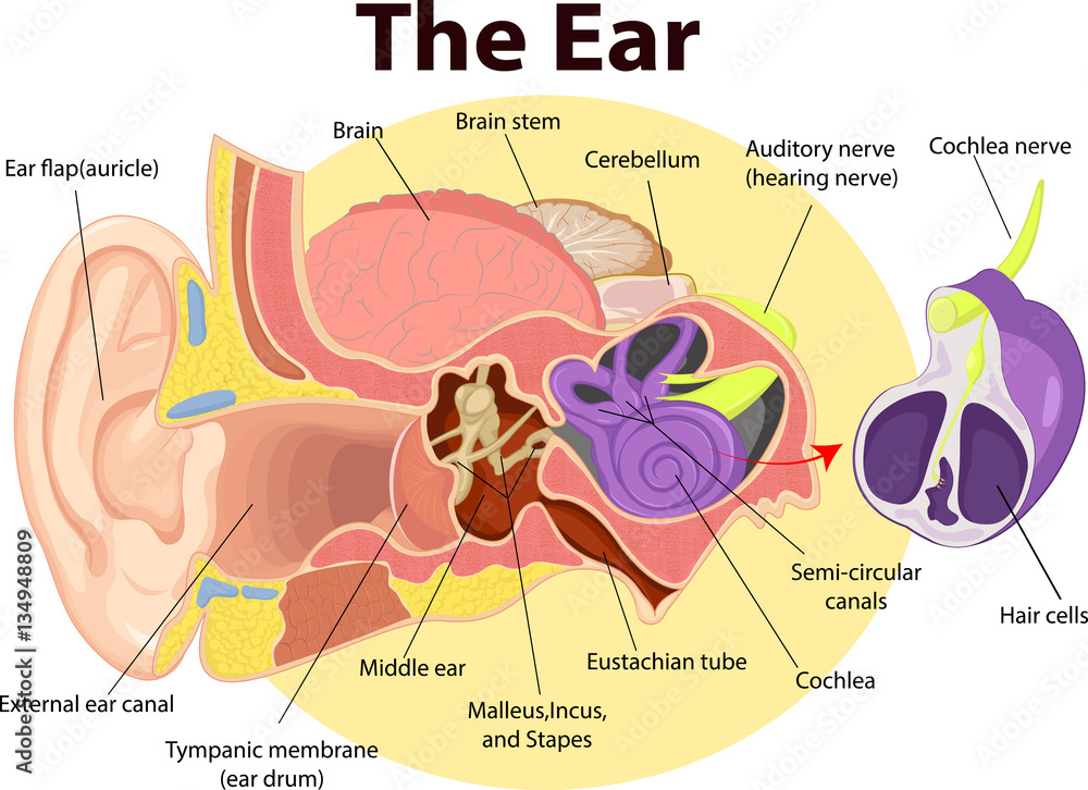 Vector illustration of Examination ear anatomy vector de Stock | Adobe ...