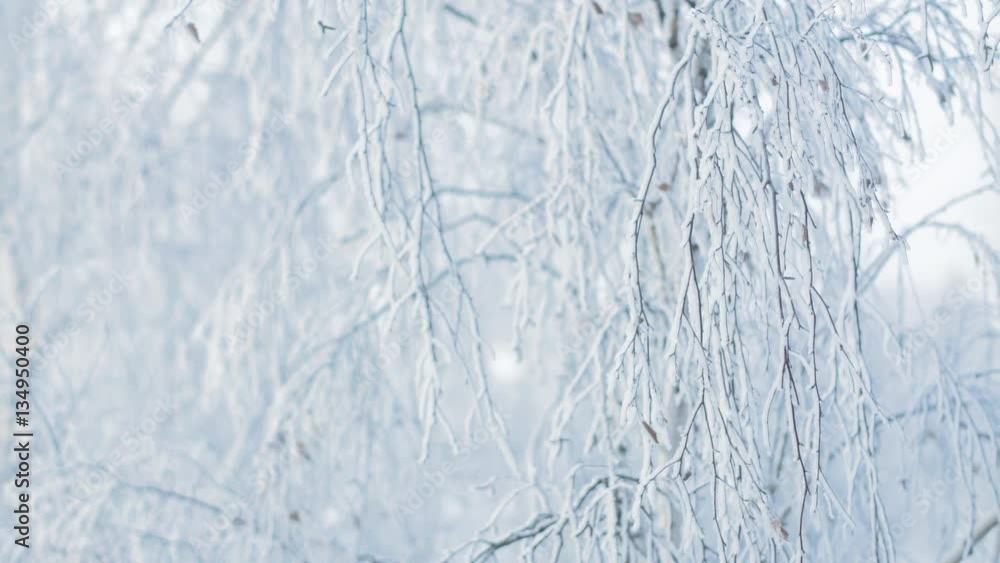 Winter scene. Frozen branch of birch tree covered fresh snow closeup ...