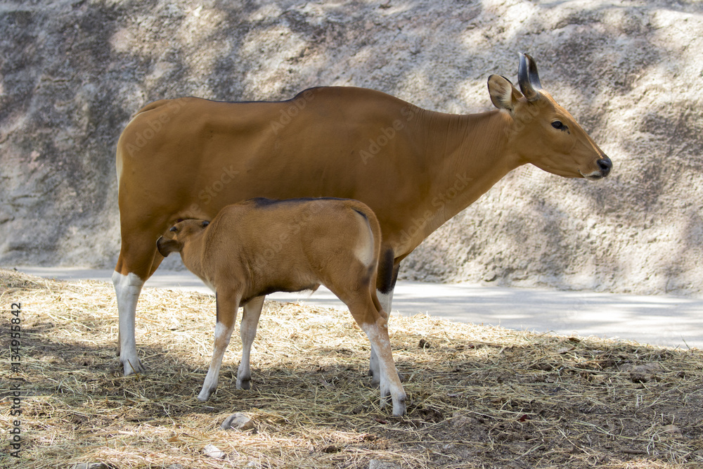 Image of a red bull female and red calf on nature background. wi Stock ...