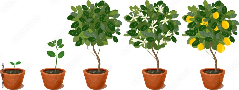 Growing lemon tree. Life cycle plant Stock Vector | Adobe Stock