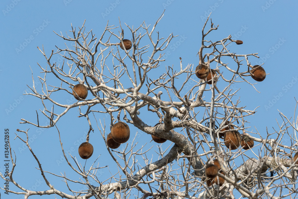 Baobab tree and its fruits. Monkey bread fruits. Stock Photo | Adobe Stock
