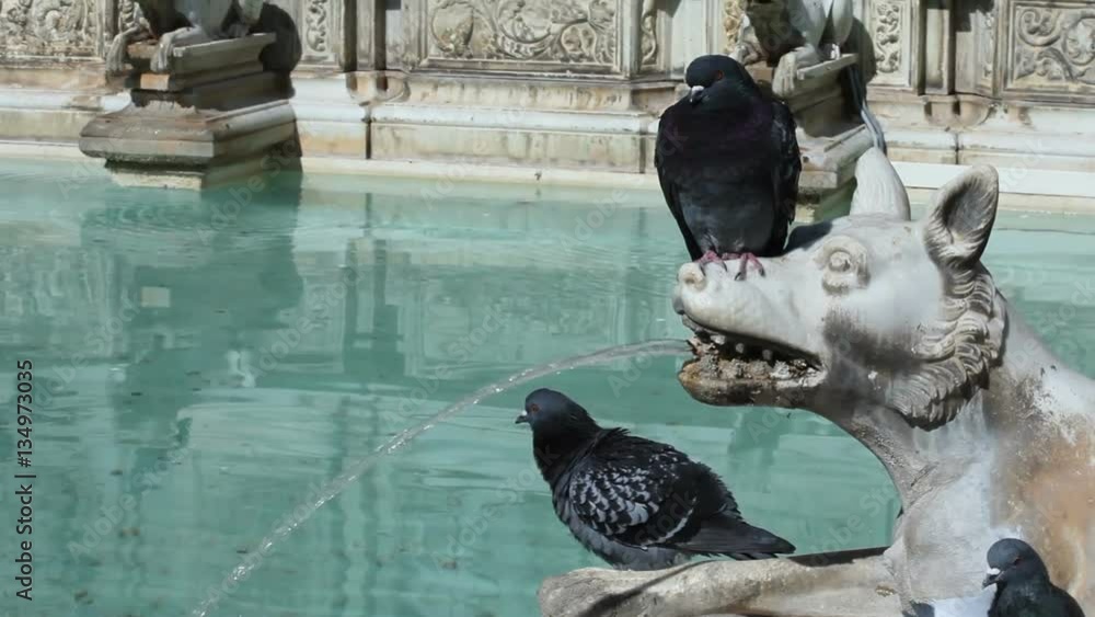 Pigeons on the wolf statue of Fonte Gaia fountain in Siena, Italy. The ...