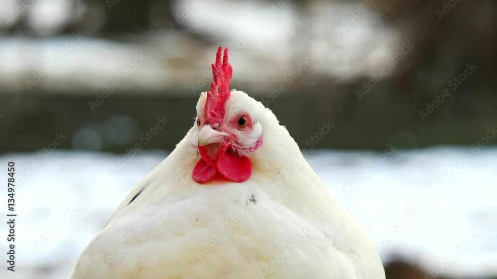 Detail of hen standing and looking around in the garden Stock Video ...