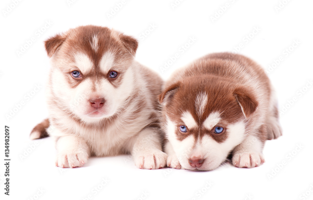 Light Brown Husky Puppy