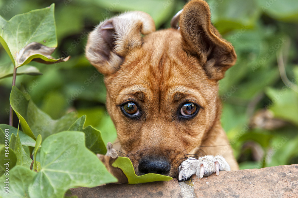 mirada tierna Stock Photo | Adobe Stock