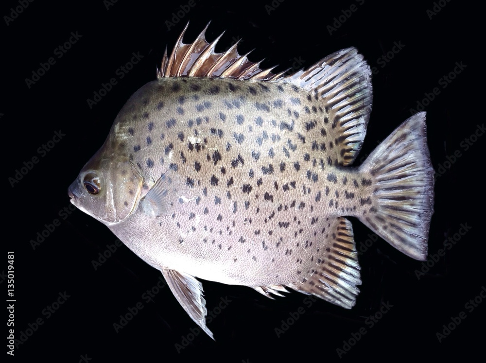 Spotted Scat ( Scatophagus argus) Also known as Common Scat, Leopard ...