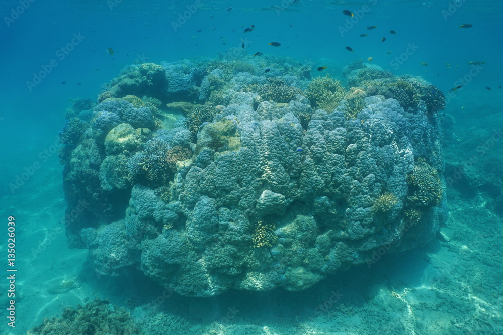Massive coral pinnacle underwater in the lagoon of Grand Terre island ...
