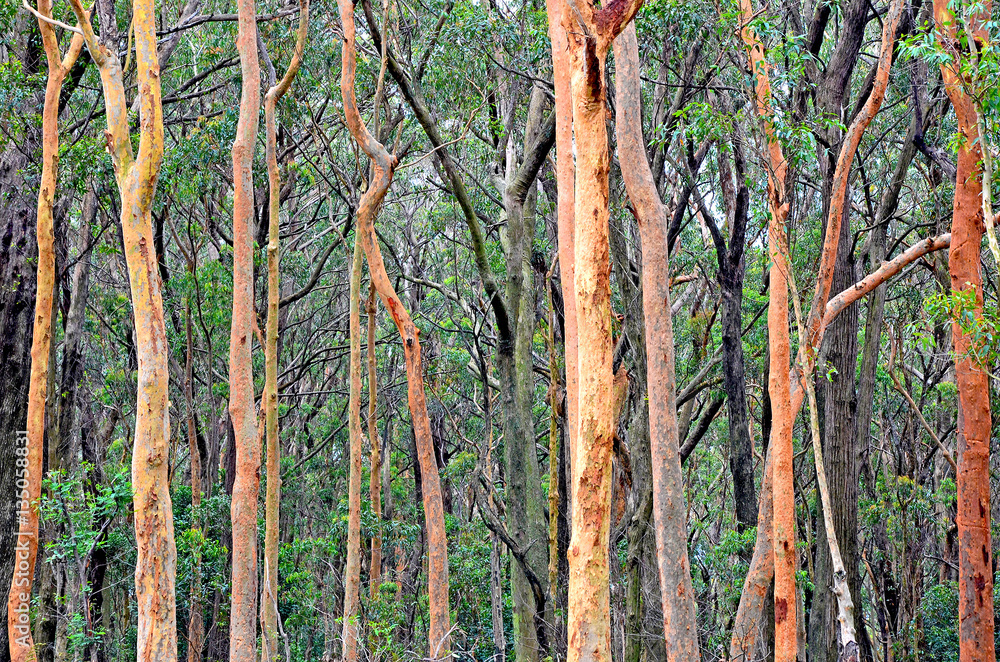 Australian Eucalyptus forest with Sydney Red Gums, Angophora costata ...