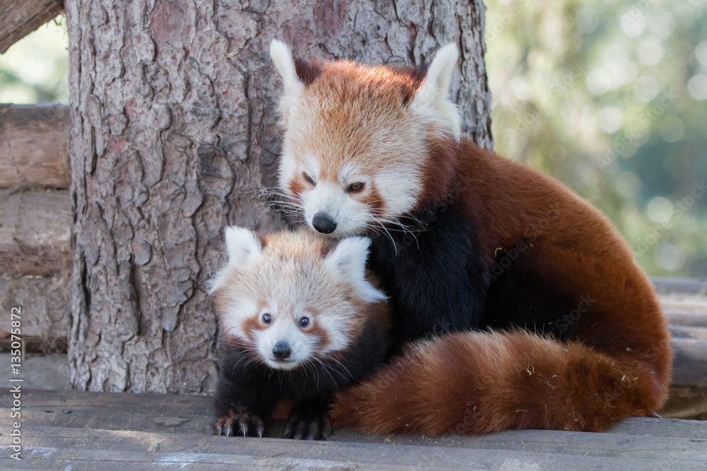 Bébé panda roux et sa mère Stock Photo | Adobe Stock