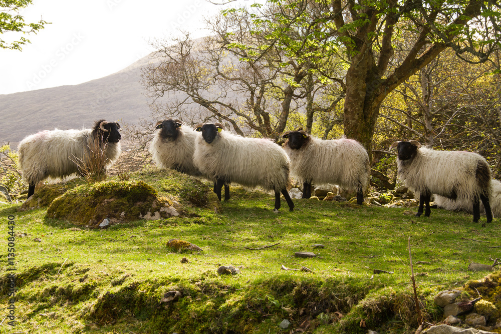 Irish Sheeps Stock Photo | Adobe Stock