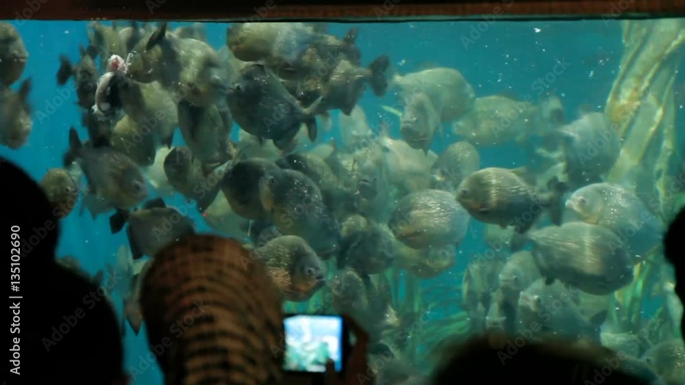Piranha fish (Pygocentrus nattereri) floating in special aquarium with ...