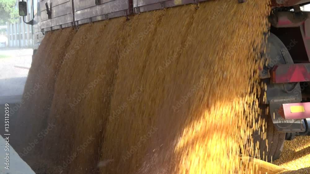 Agriculture Truck Loading Corn in silos storage Stock ビデオ | Adobe Stock