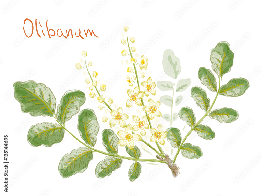 Boswellia sacra (commonly known as frankincense or olibanum-tree Stock ...