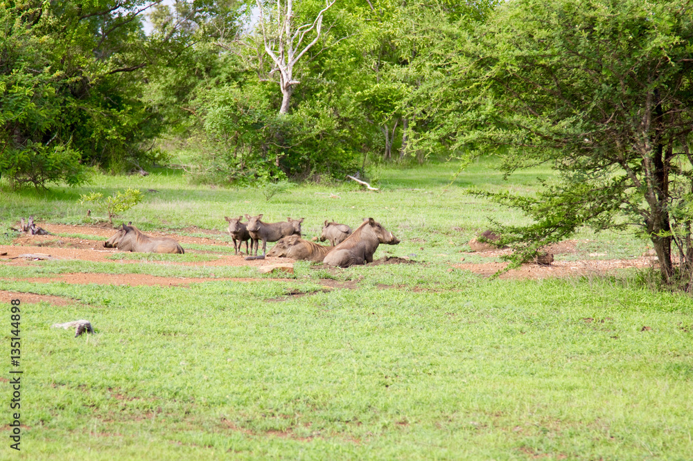 Family of wild warthogs at the Selous Game Reserve, Tanzania (Africa ...