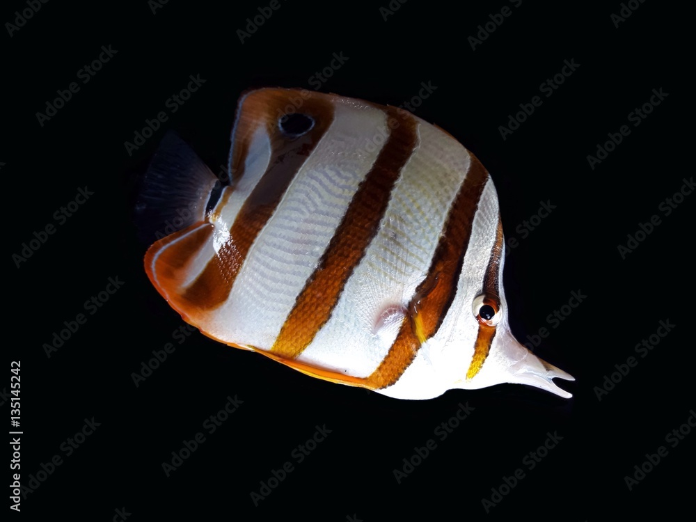 Fresh colored fish,tropical ornamental fish,Longnose Butterflyfish ...