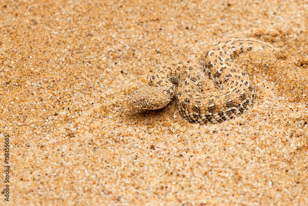Namib dwarf sand adder or Namib desert sidewinding adder (Bitis ...