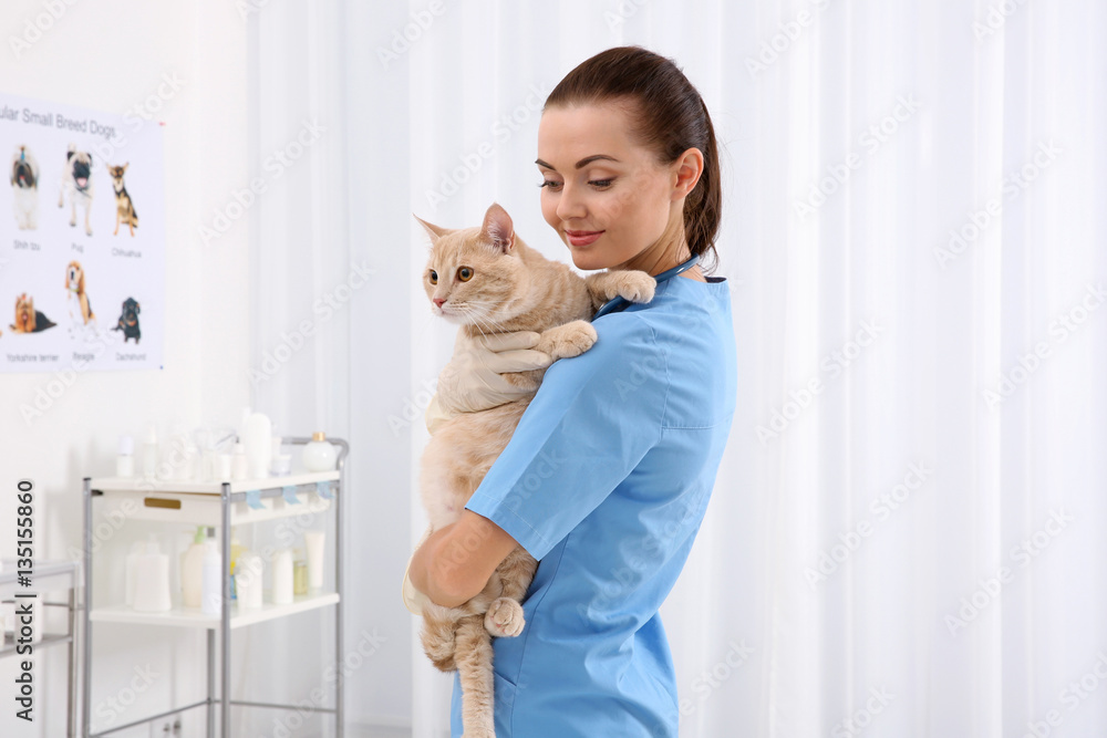 Pretty young veterinarian holding cat in vet clinic Stock Photo | Adobe ...