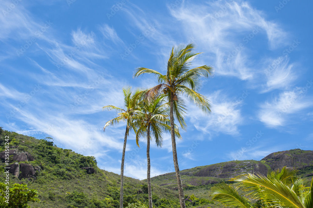 Tropical palm trees in the blue sky - Brazil Stock Photo | Adobe Stock