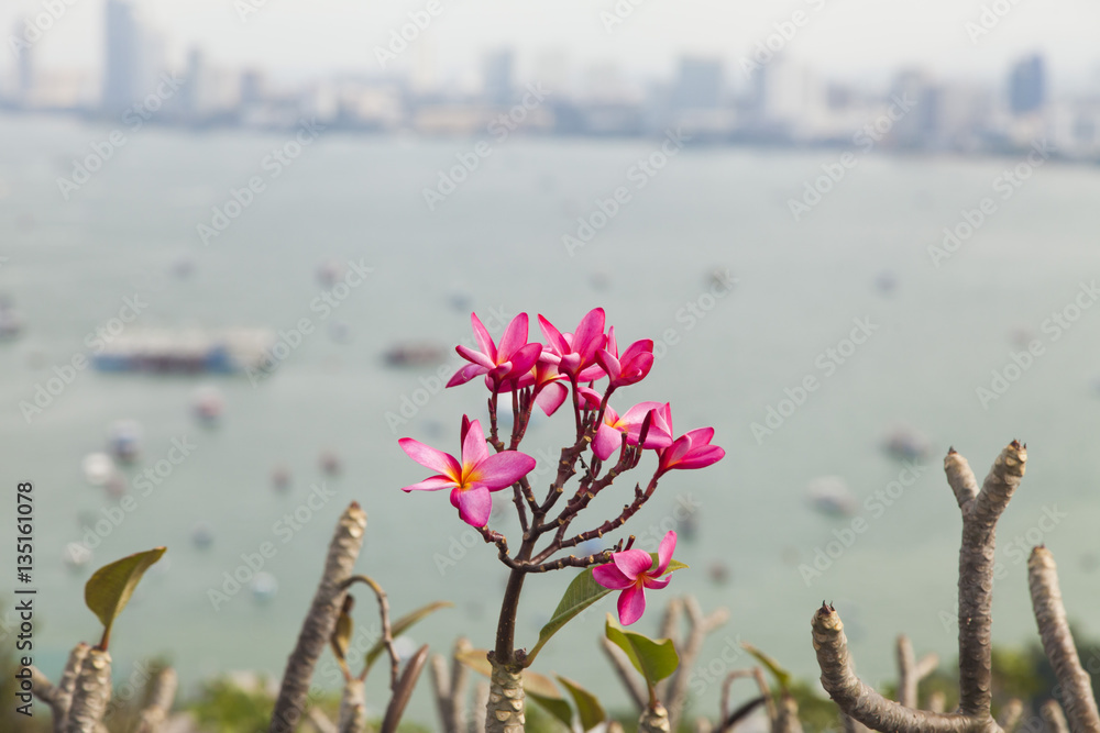 Beautiful tropical flowers Stock Photo | Adobe Stock