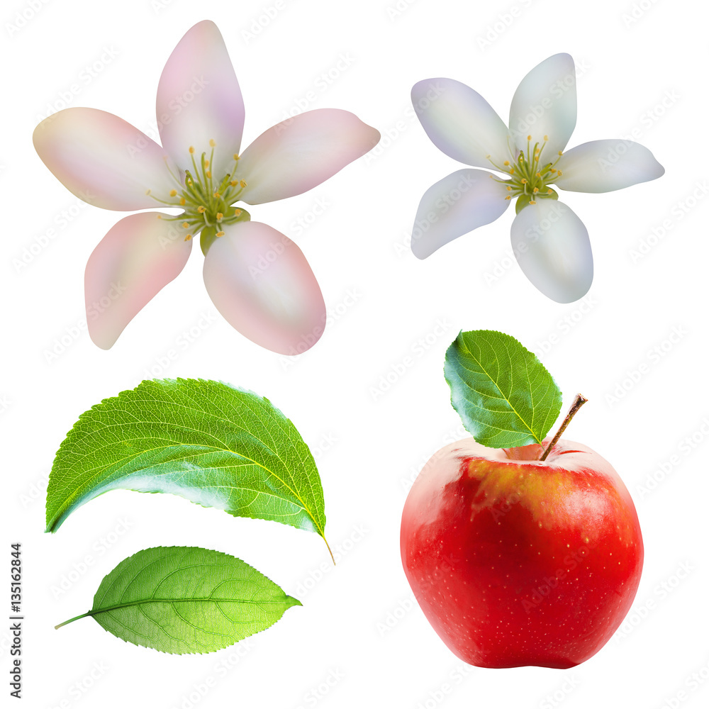 Red apple, leaves and flowers pattern isolated on white background with clipping path. Two apple ...