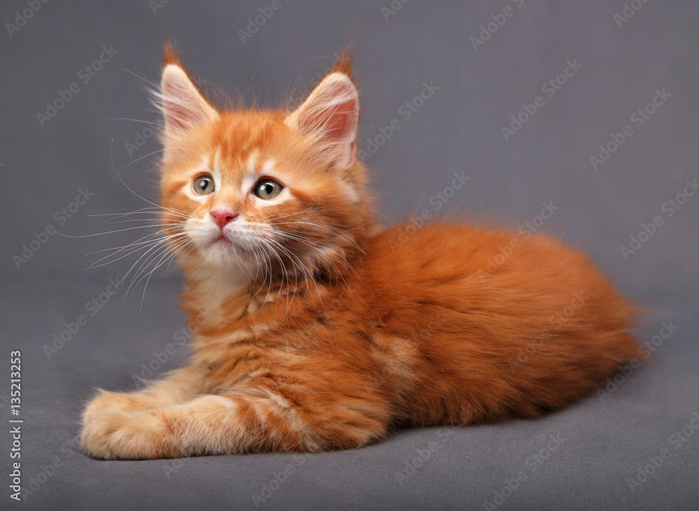 Red solid maine coon kitten lying with relaxing look with beauti Stock ...