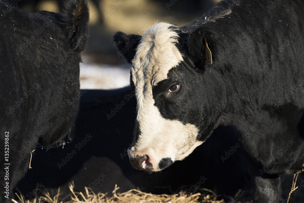 Black Angus Cows in a Feedlot Stock Photo | Adobe Stock