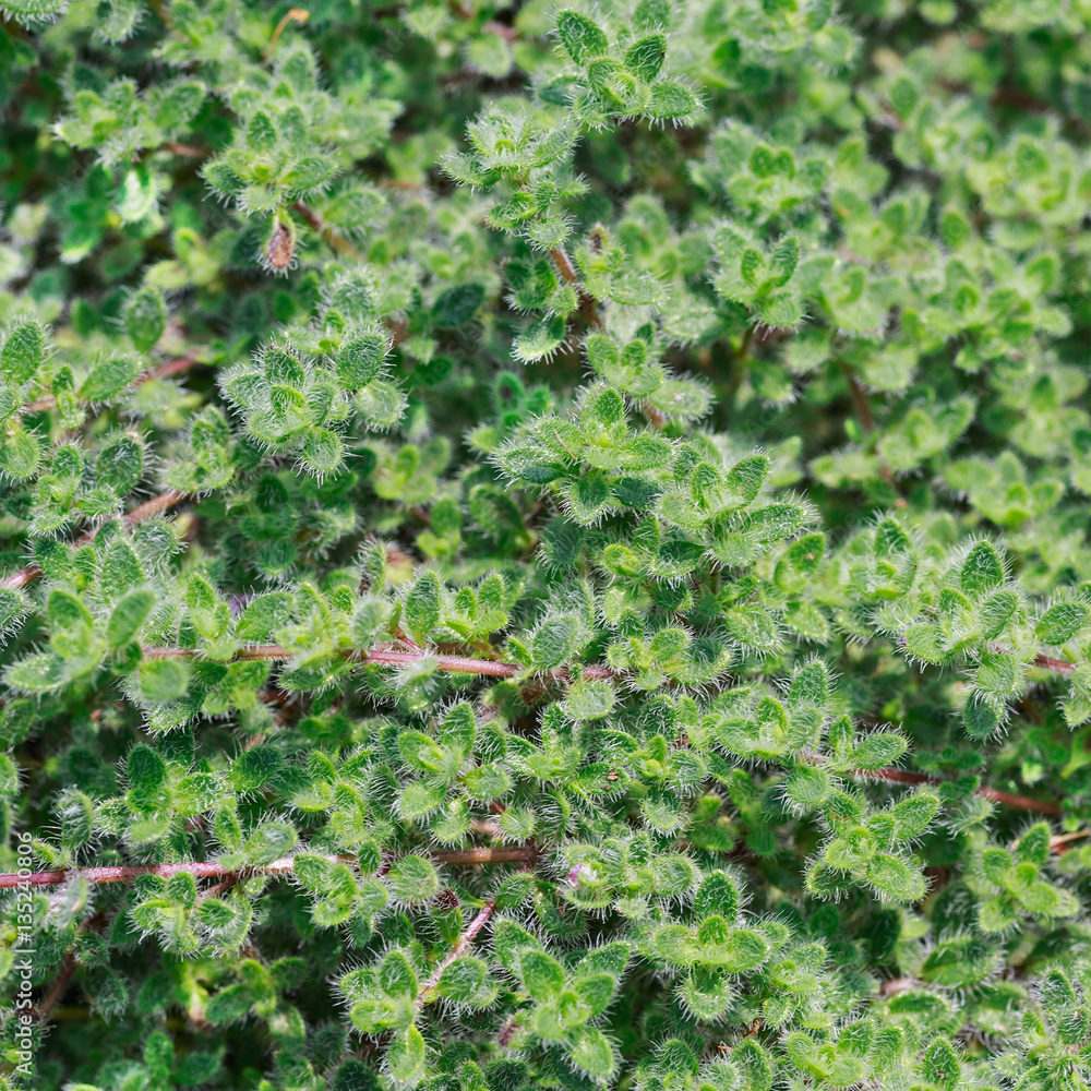 Woolly Thyme or Thymus pseudolanuginosus is one of the best creeping ...