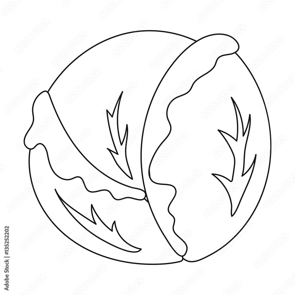 Cabbage Outline