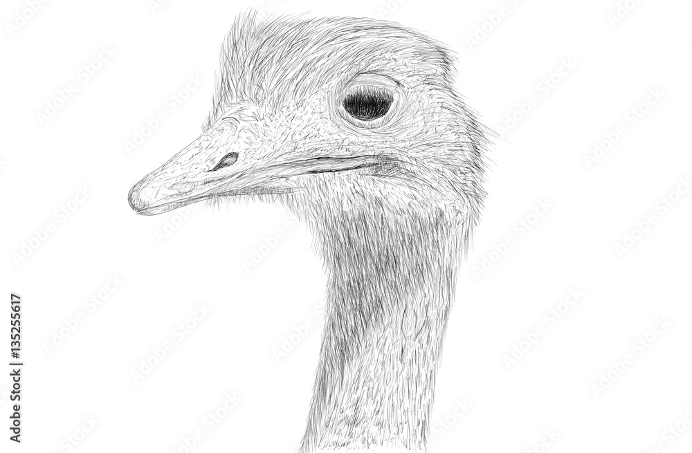 Hand drawn ostrich bird head illustration. Lines art illustration draw ...