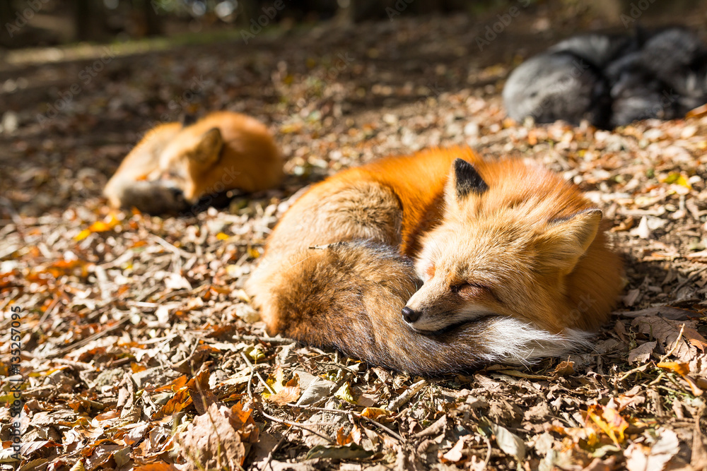 Sleeping fox Stock Photo | Adobe Stock