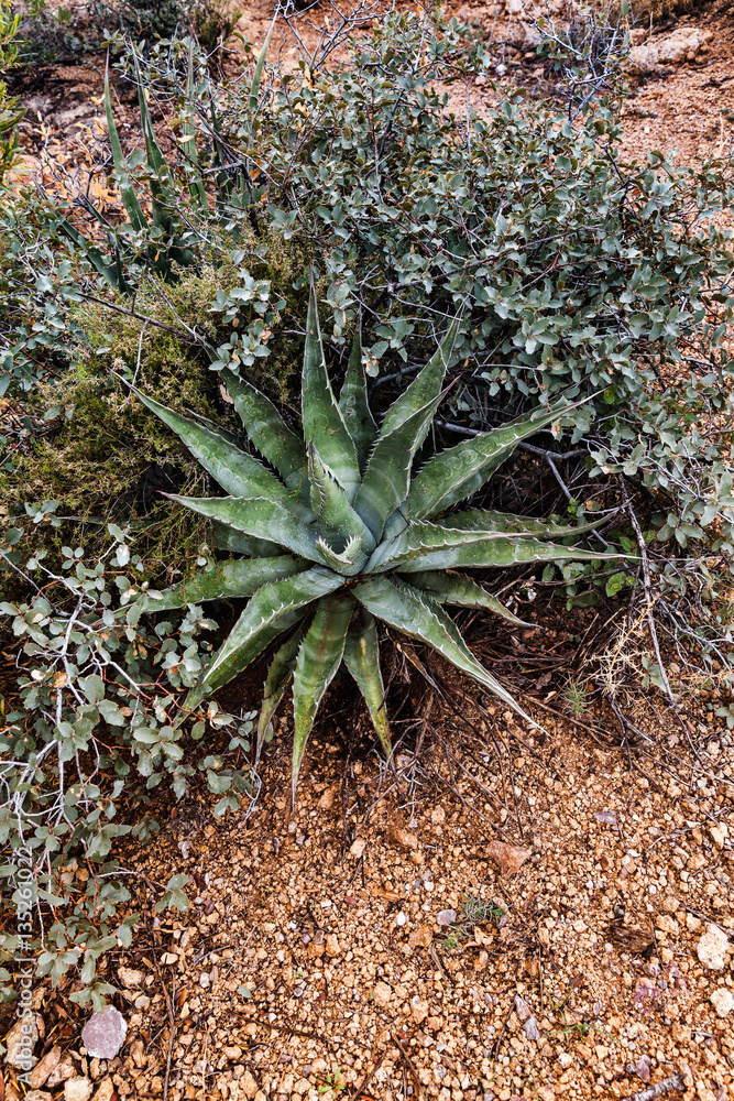 Aloe Vera plant captured in Arizona, Tonto National Forest, USA Stock ...
