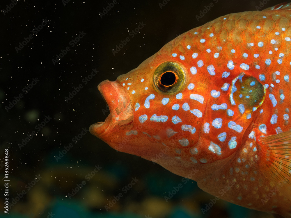 Beautiful big fish catches particles of food in the aquarium. Portrait ...