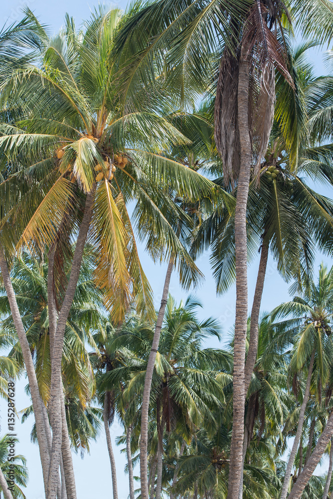 Very Tall Coconut Trees with orange coloured coconut fruits along ...
